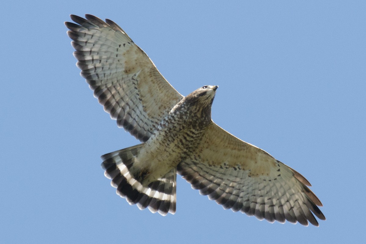 Broad-winged Hawk - Montana Raptor Conservation Center