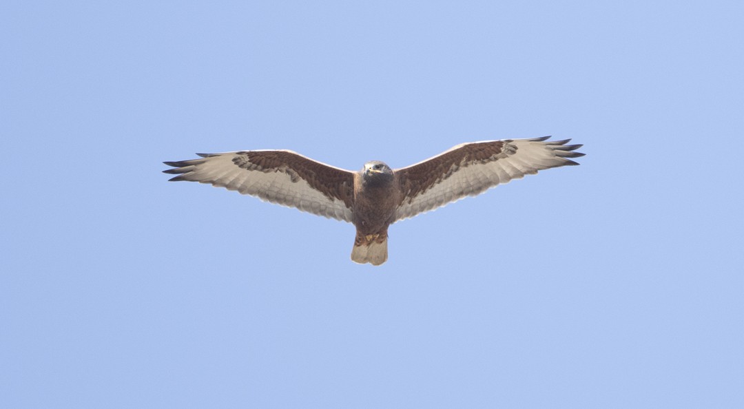 Ferruginous Hawk - Montana Raptor Conservation Center