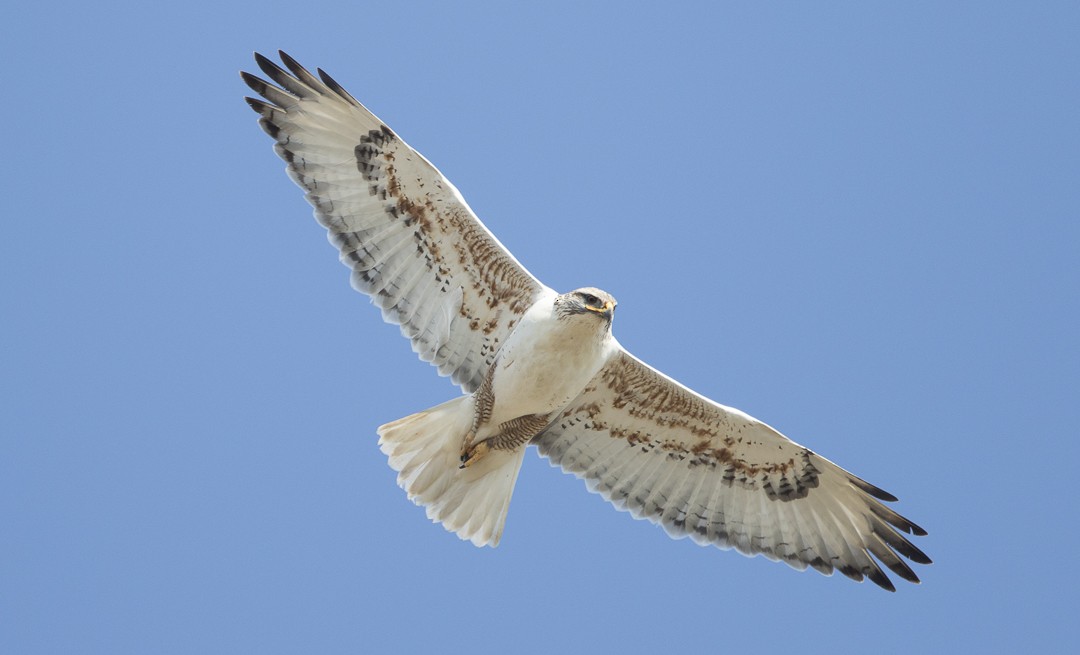 Ferruginous Hawk - Montana Raptor Conservation Center