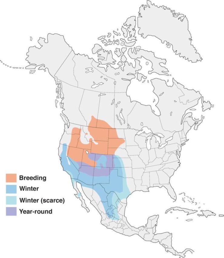 Ferruginous Hawk - Montana Raptor Conservation Center