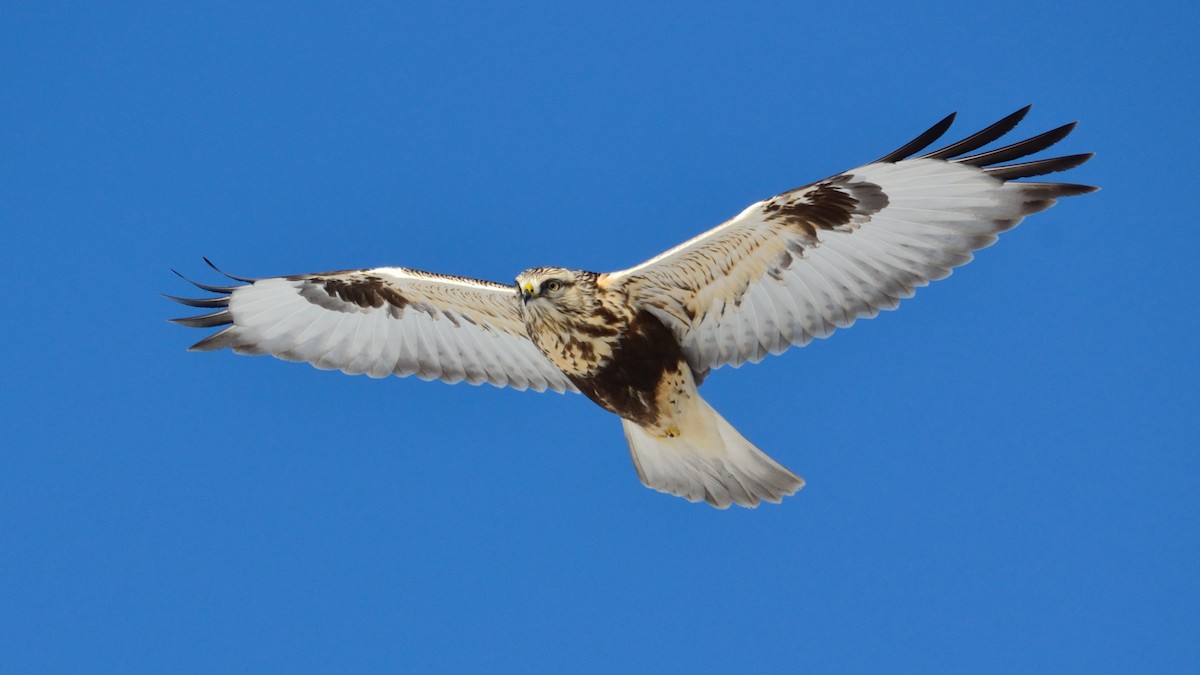 Rough-legged Hawk - Montana Raptor Conservation Center