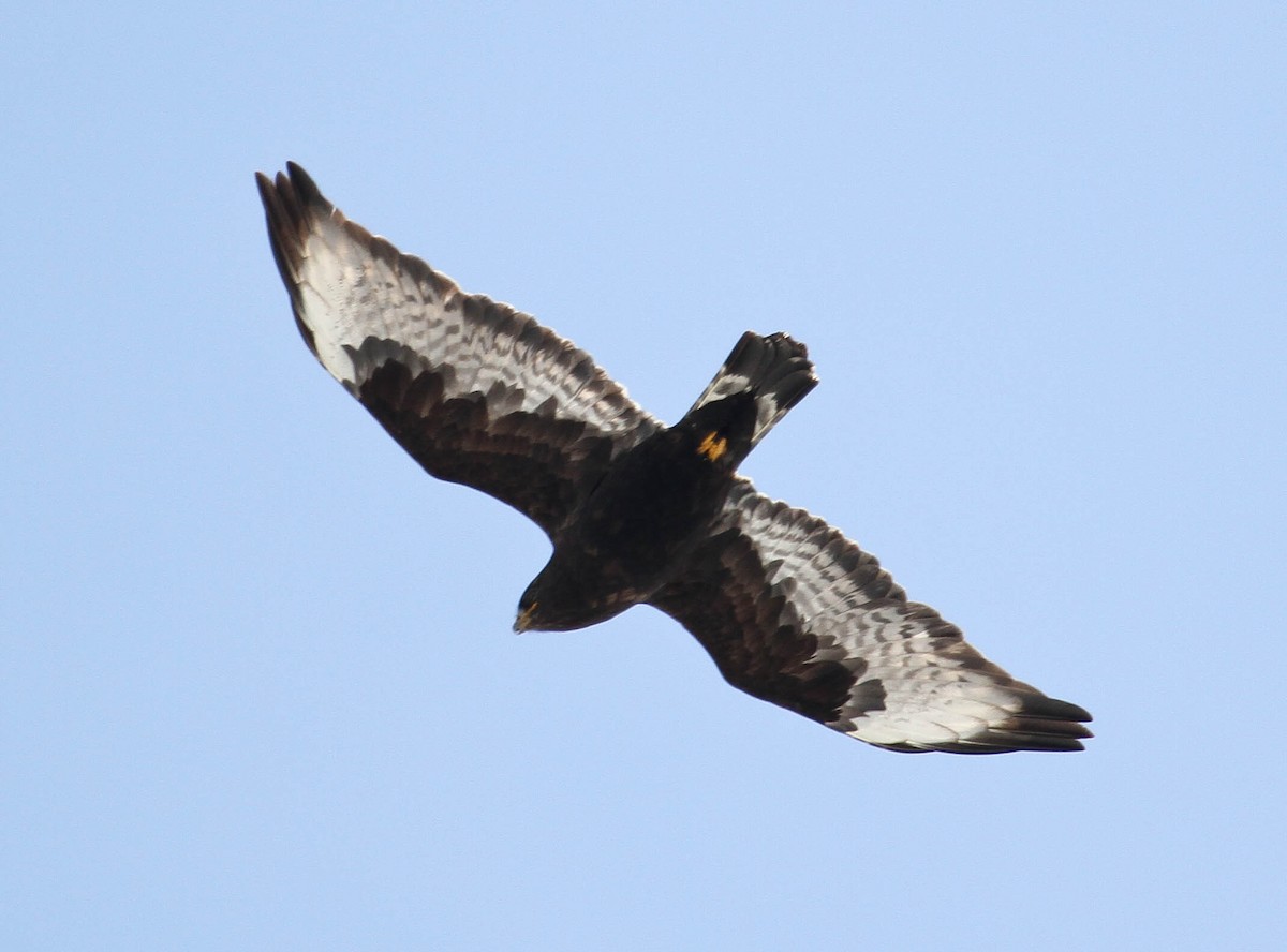 Rough-legged Hawk - Montana Raptor Conservation Center