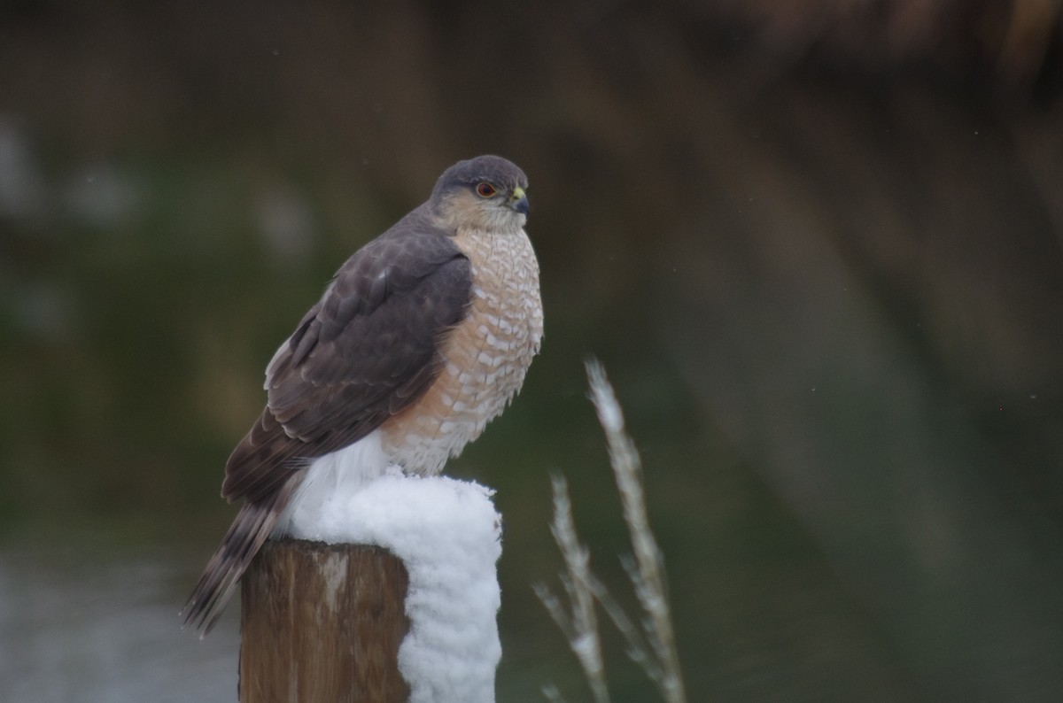 Sharp-shinned Hawk - Montana Raptor Conservation Center