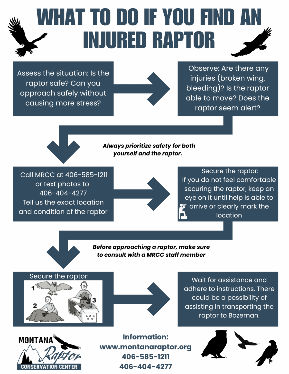 What to do if you find an injured raptor - Montana Raptor Conservation ...