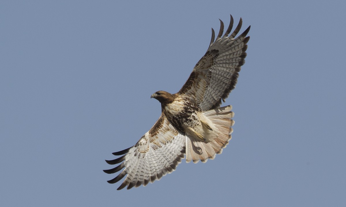 Red-tailed Hawk - Montana Raptor Conservation Center