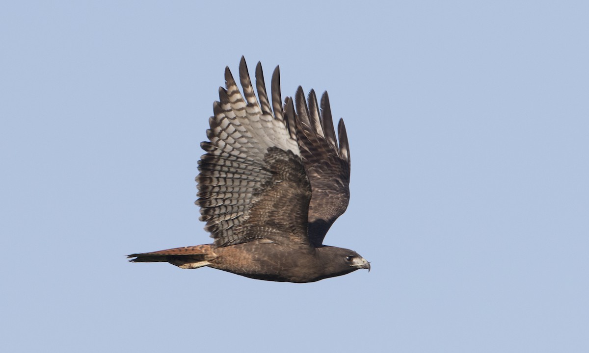 Red-tailed Hawk - Montana Raptor Conservation Center